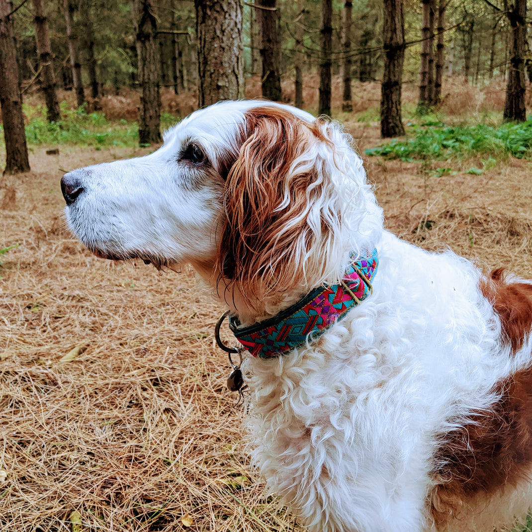 Custom Accessories for Unique Pets – Trendy Setters